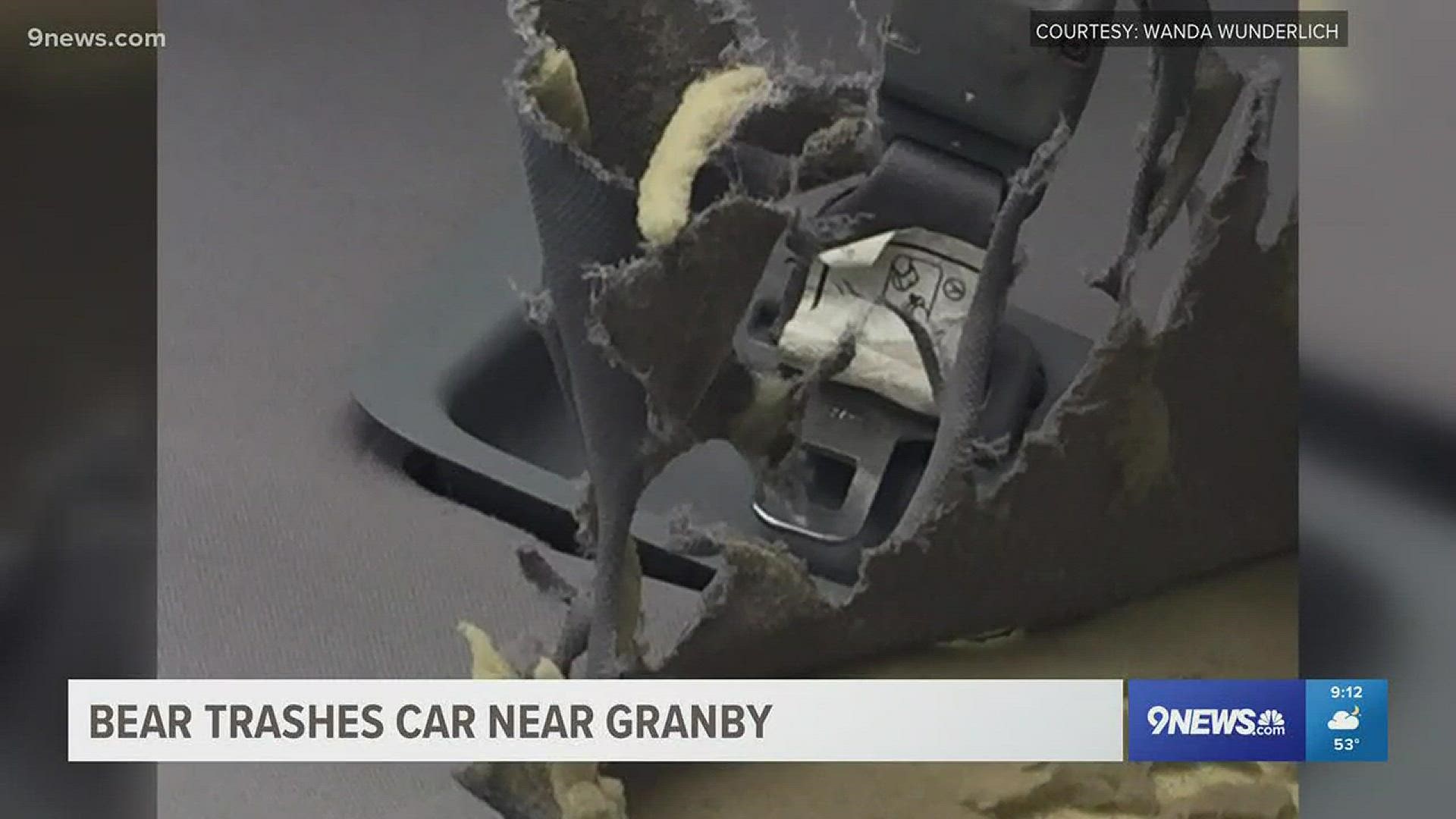 Bear gets into car in Grand County, causes more than $4,000 in damages ...