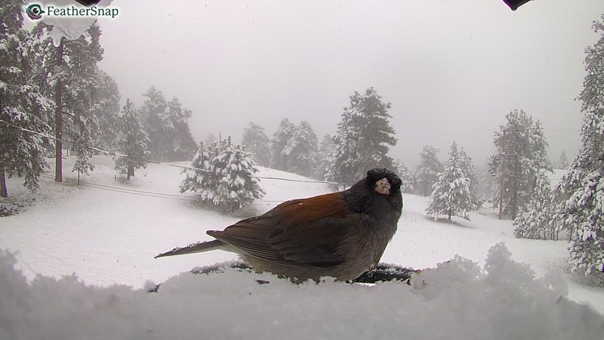 Colorado snow totals: How much fell May 6-8 during Colorado snowstorm ...
