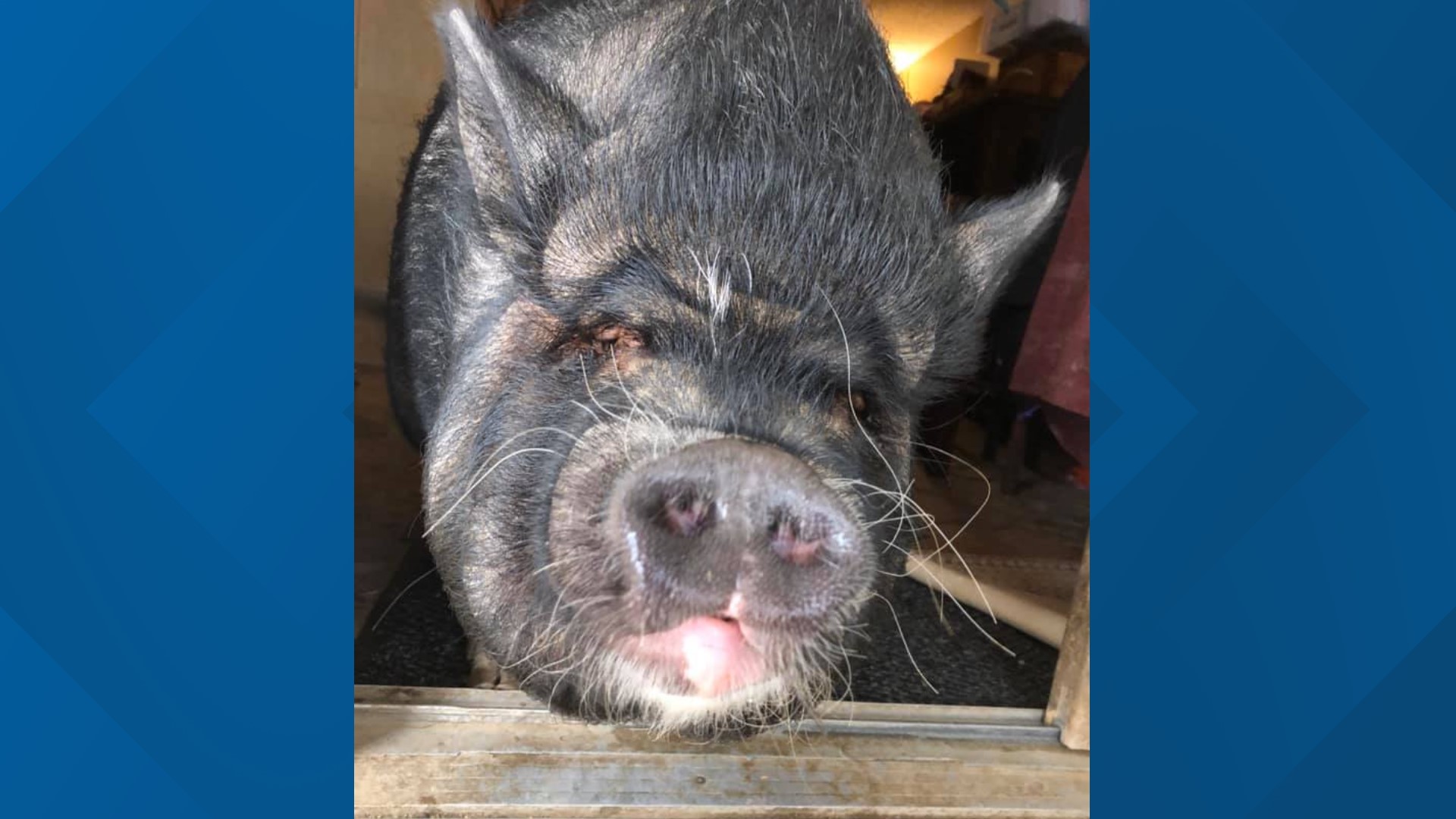 Move over pups, these pigs enjoyed Colorado's big snowstorm (kind of ...