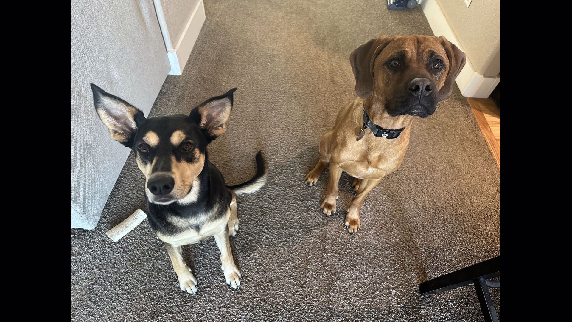 National Mutt Day 2023: Colorado shares its dog photos on 9NEWS | 9news.com