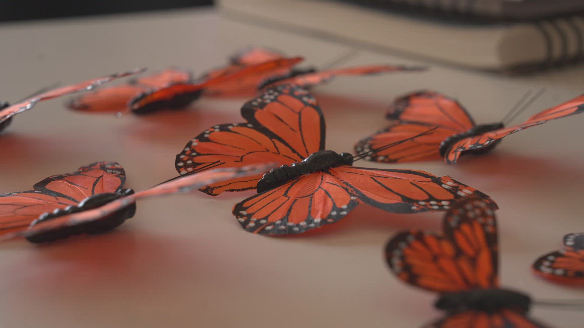 A stroke of symbolism: The meaning of the monarch butterfly in ...
