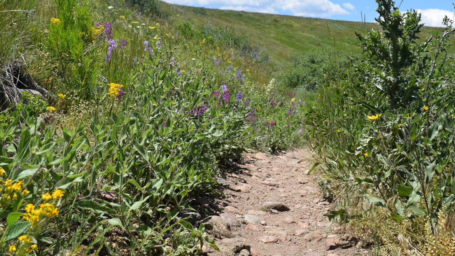 Best Colorado wildflower hikes | 9news.com