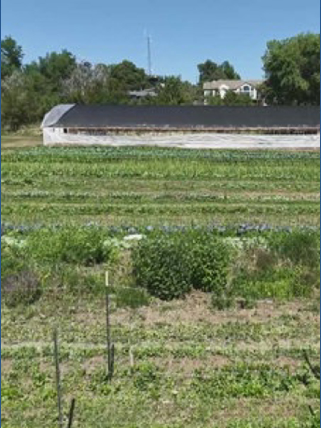 Arvada ends local farm's lease over safety violation | 9news.com