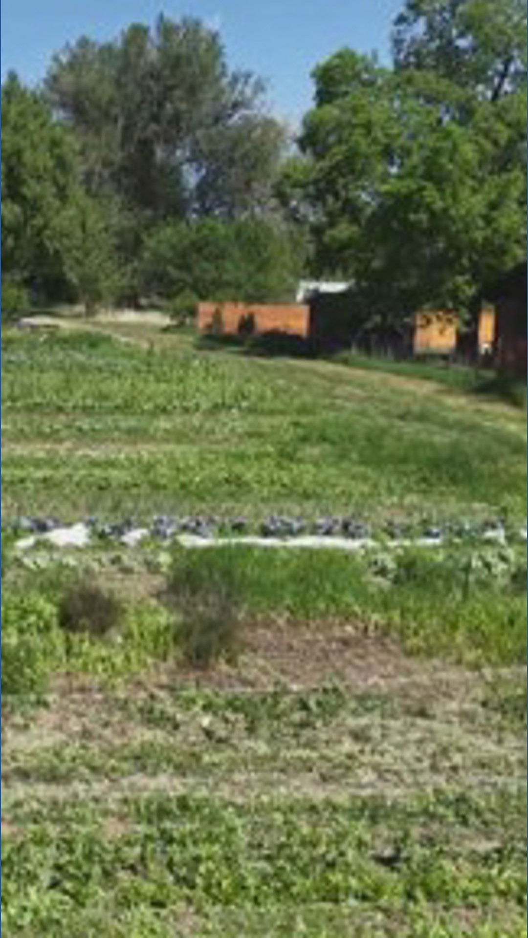 Arvada ends local farm's lease over safety violation | 9news.com
