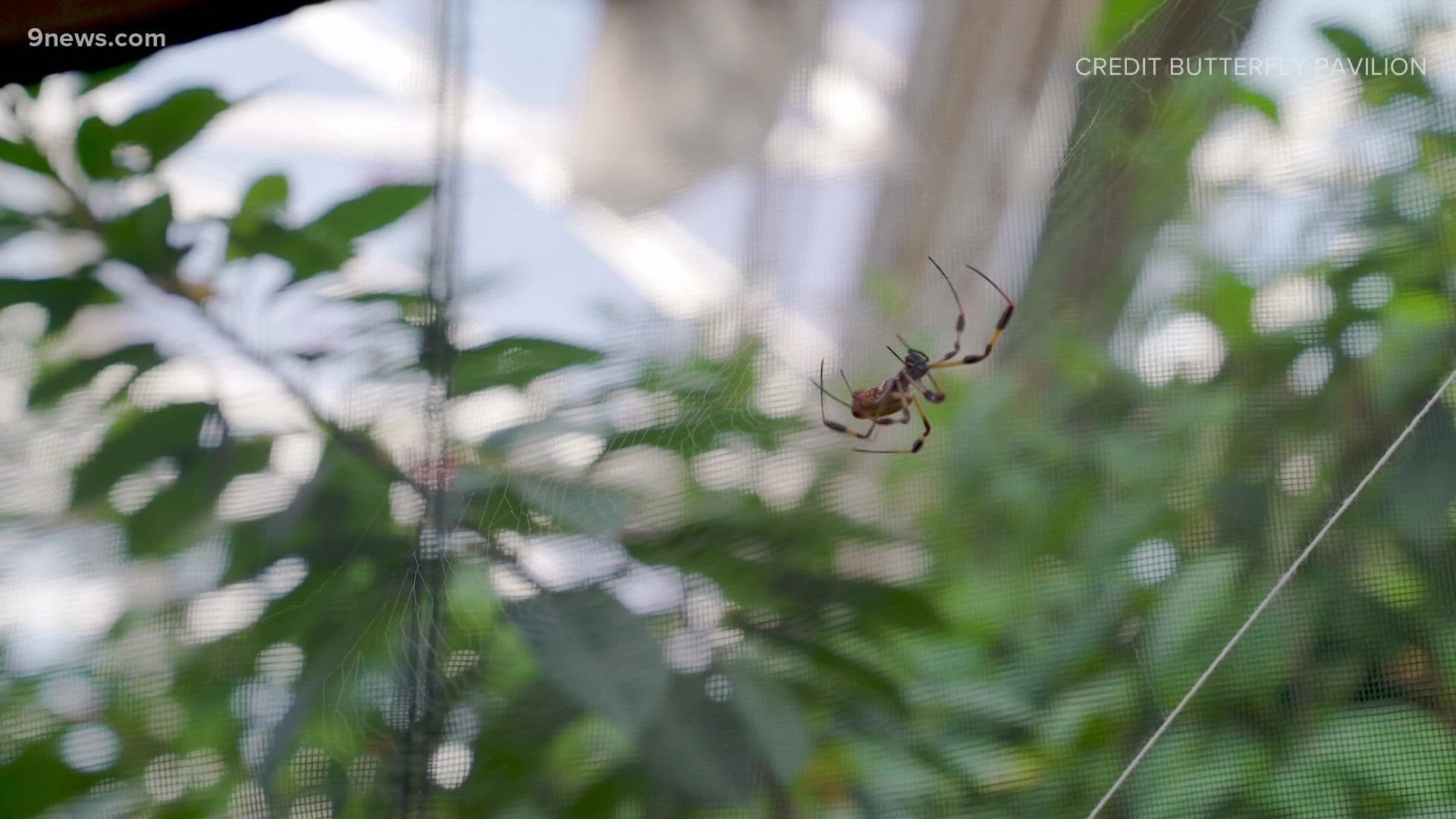 Butterfly Pavilion opens its exhibit with 50 orb-weaving spiders ...