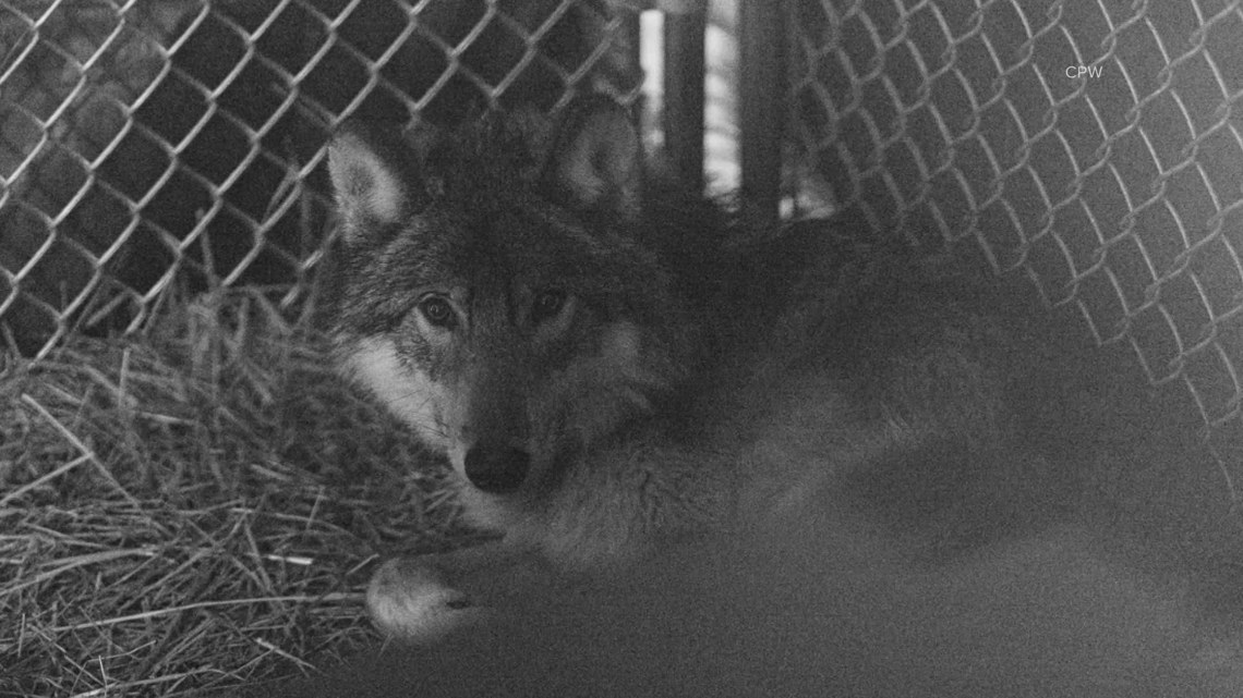 Colorado Parks and Wildlife kills wolf after chronic livestock attacks ...