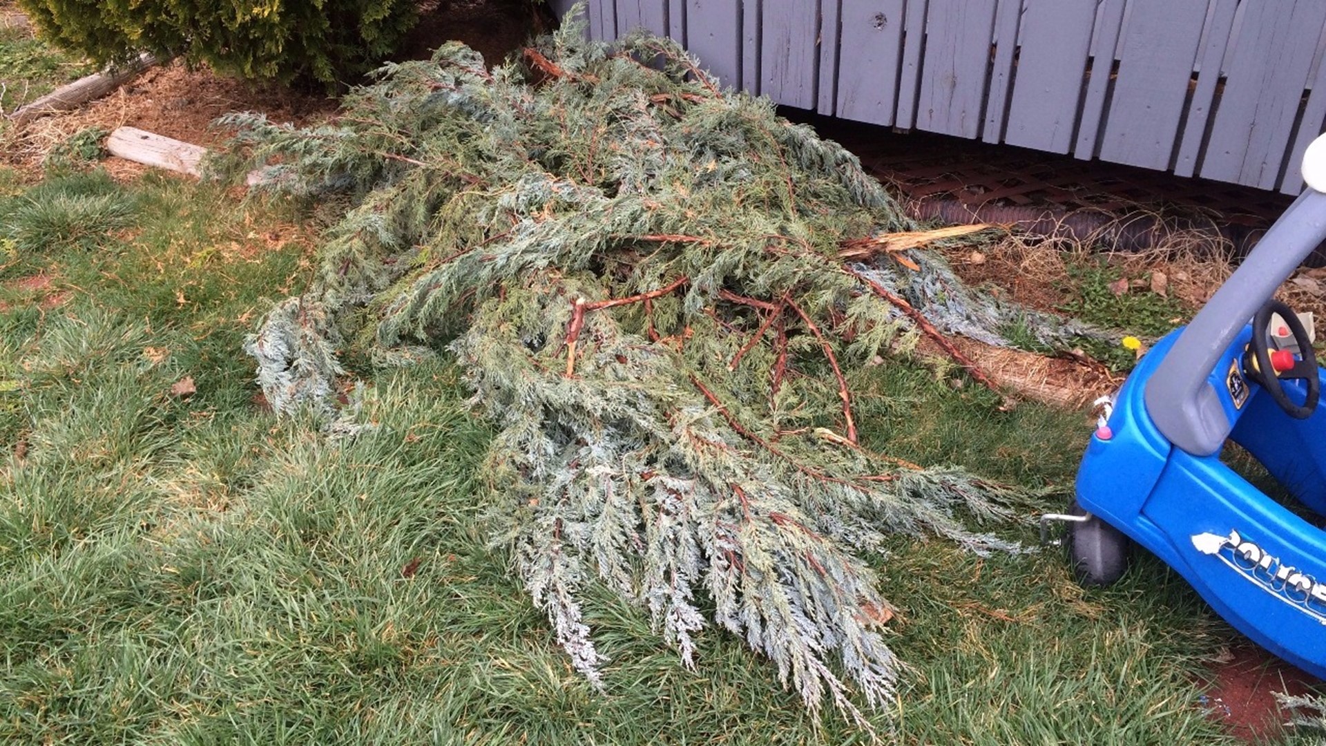 What to do with all those broken branches | 9news.com