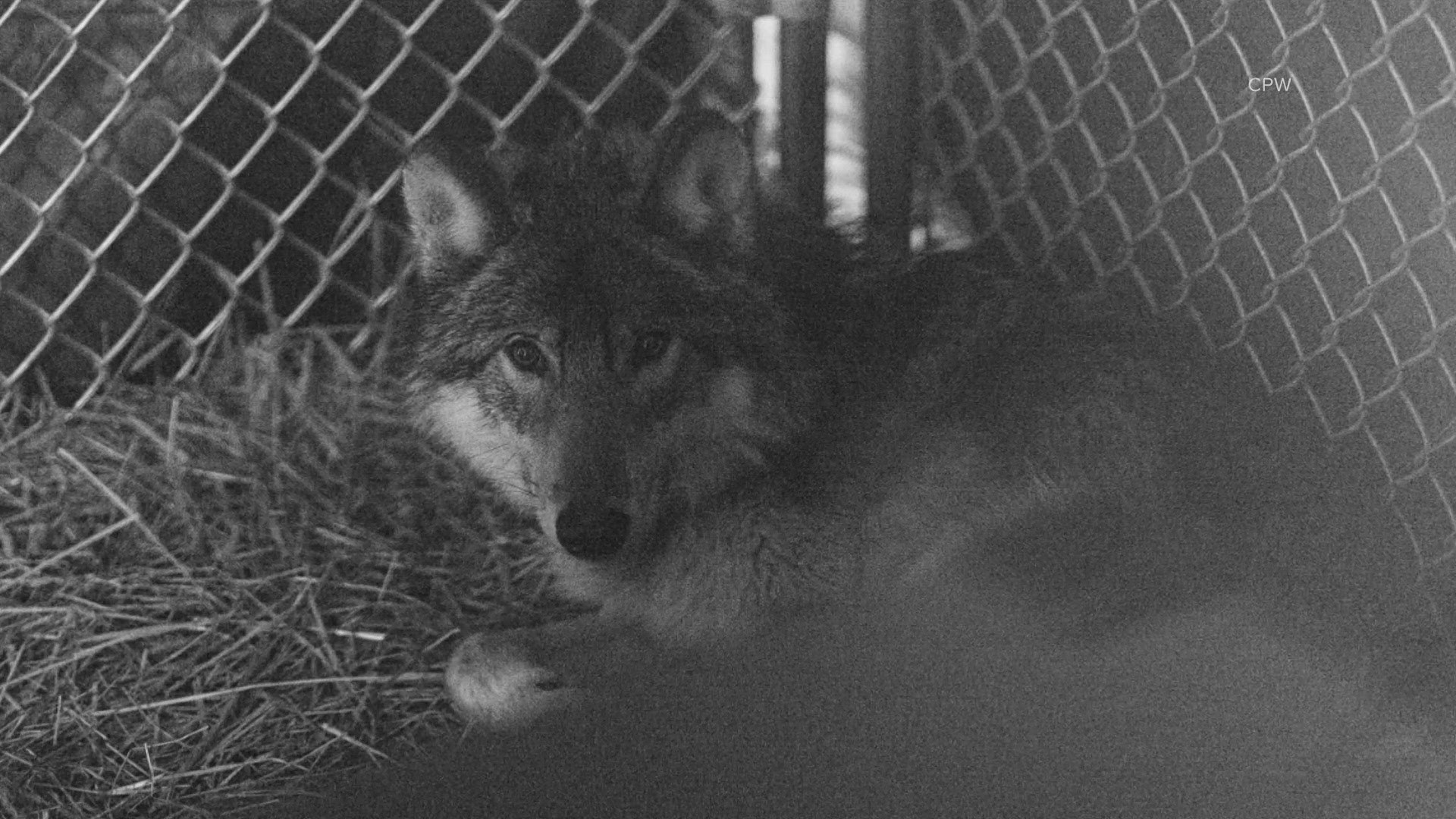 Map shows wolf activity in southern Colorado for first time | 9news.com