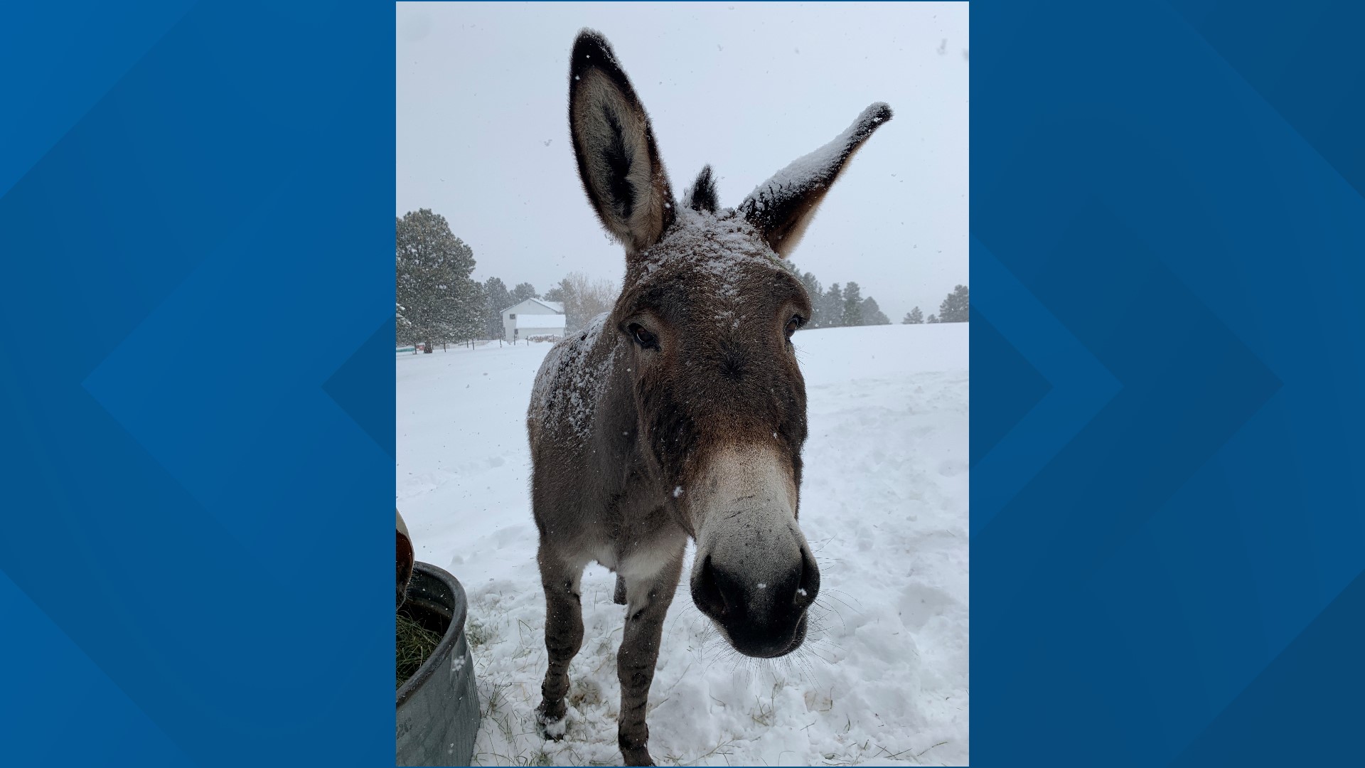 Move over pups, these pigs enjoyed Colorado's big snowstorm (kind of ...