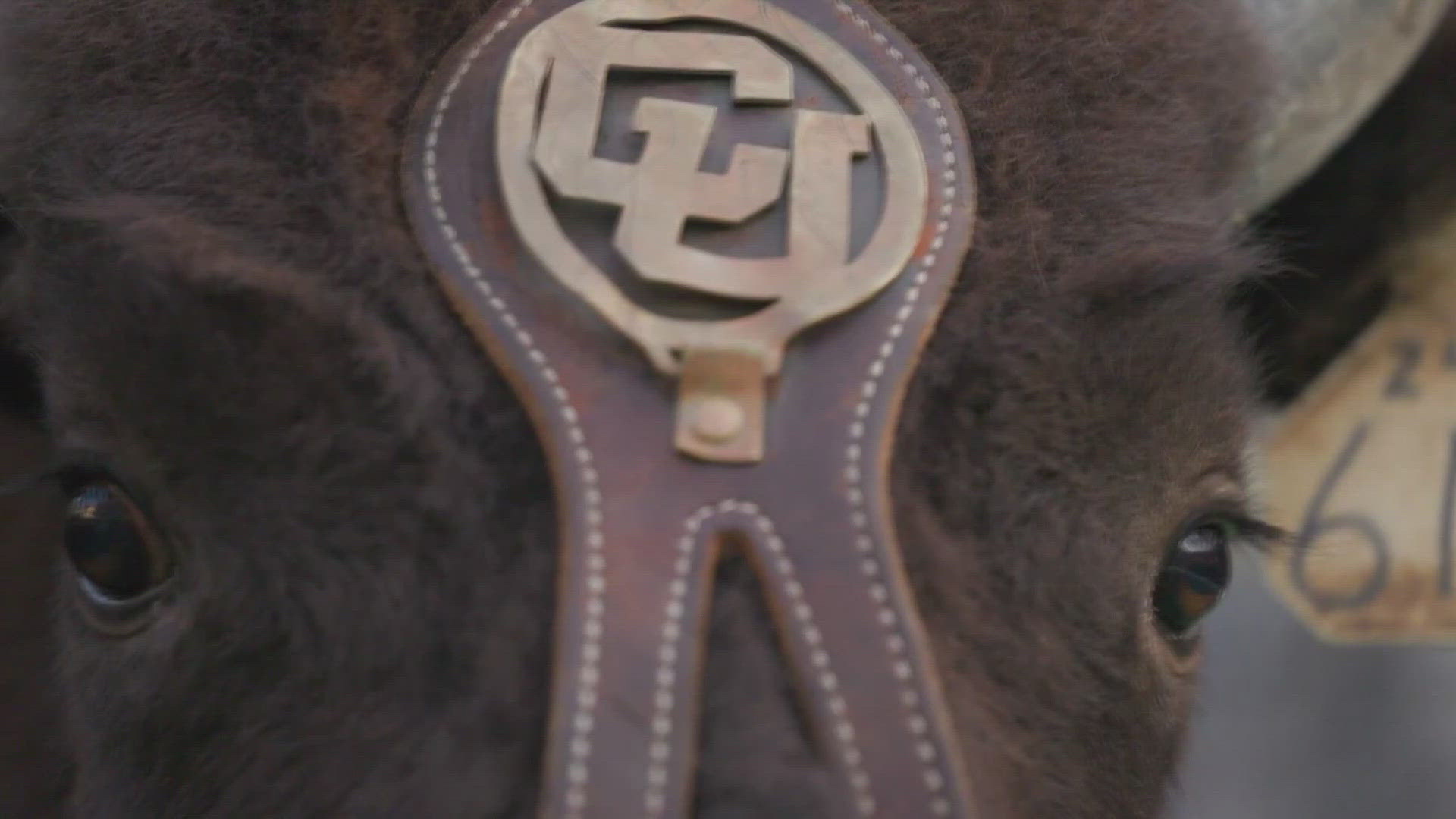 Ralphie VII introduced as new University of Colorado mascot | 9news.com