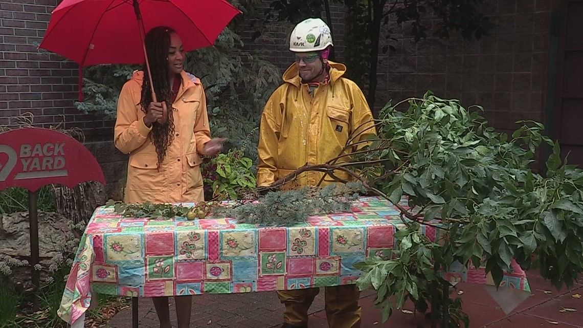 How the weather has affected trees— and what you can do to help them ...