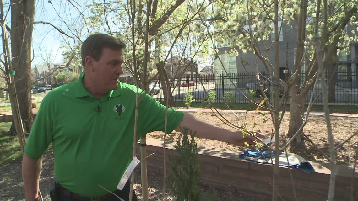 Talking about successfully planting native trees | 9news.com