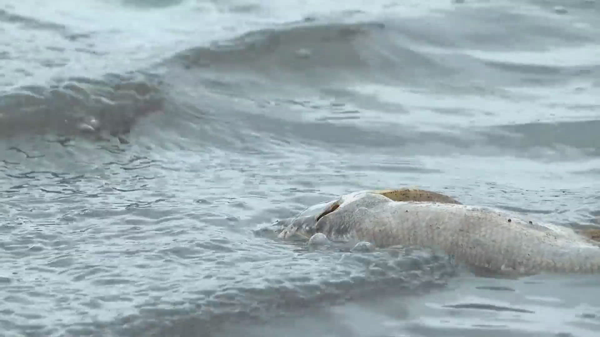 500 dead sucker fish found at Lake Loveland | 9news.com