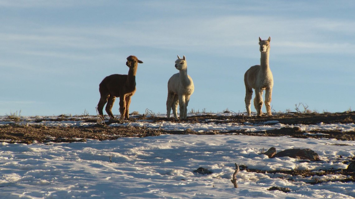 PHOTOS: Inside the Tenacious Unicorn Ranch near Westcliffe | 9news.com