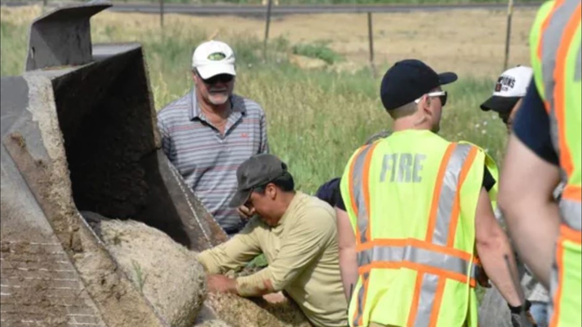 More than 100 sheep killed in northern Colorado truck crash | 9news.com