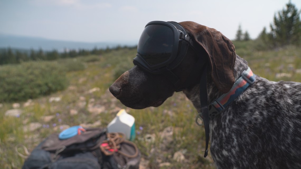 America's only 'Bee Dog' helping save alpine bumblebees | 9news.com