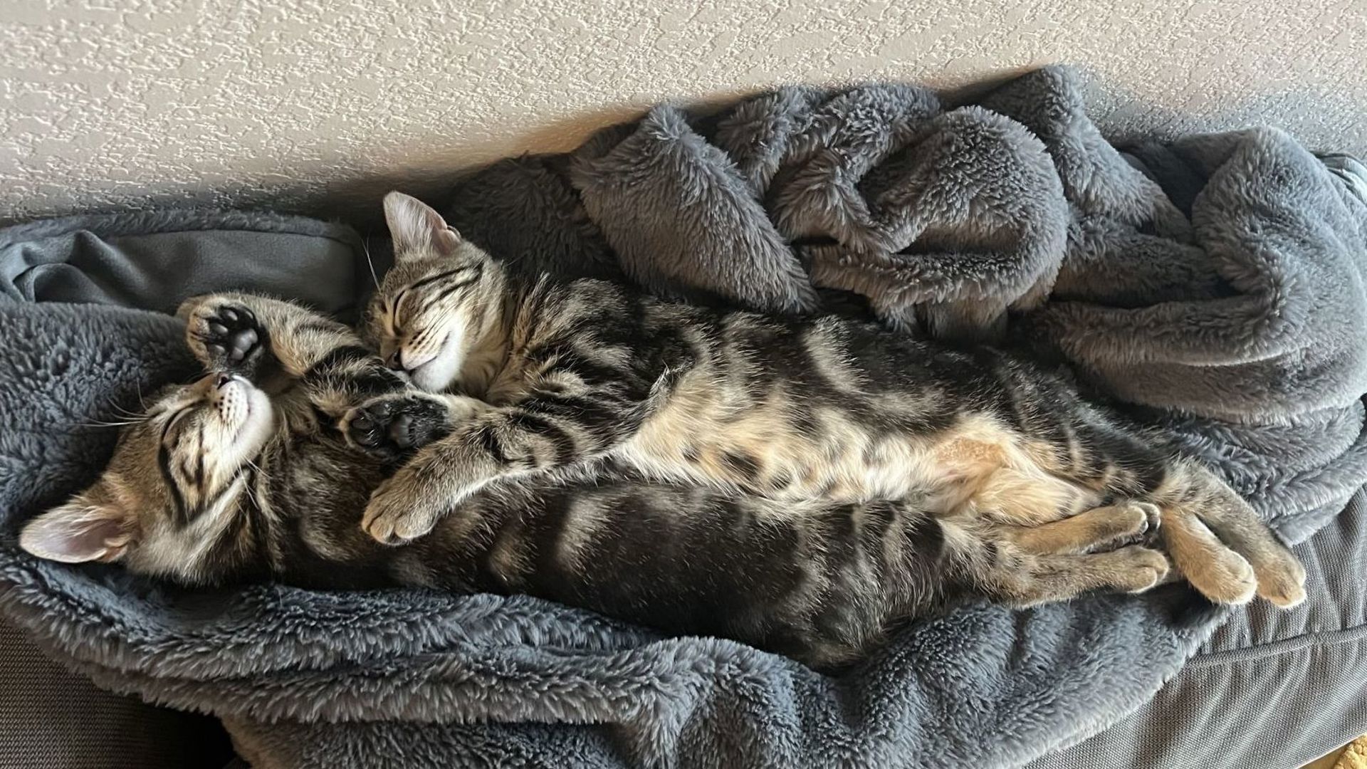 International Cat Day: Colorado shares its cat photos on 9NEWS | 9news.com