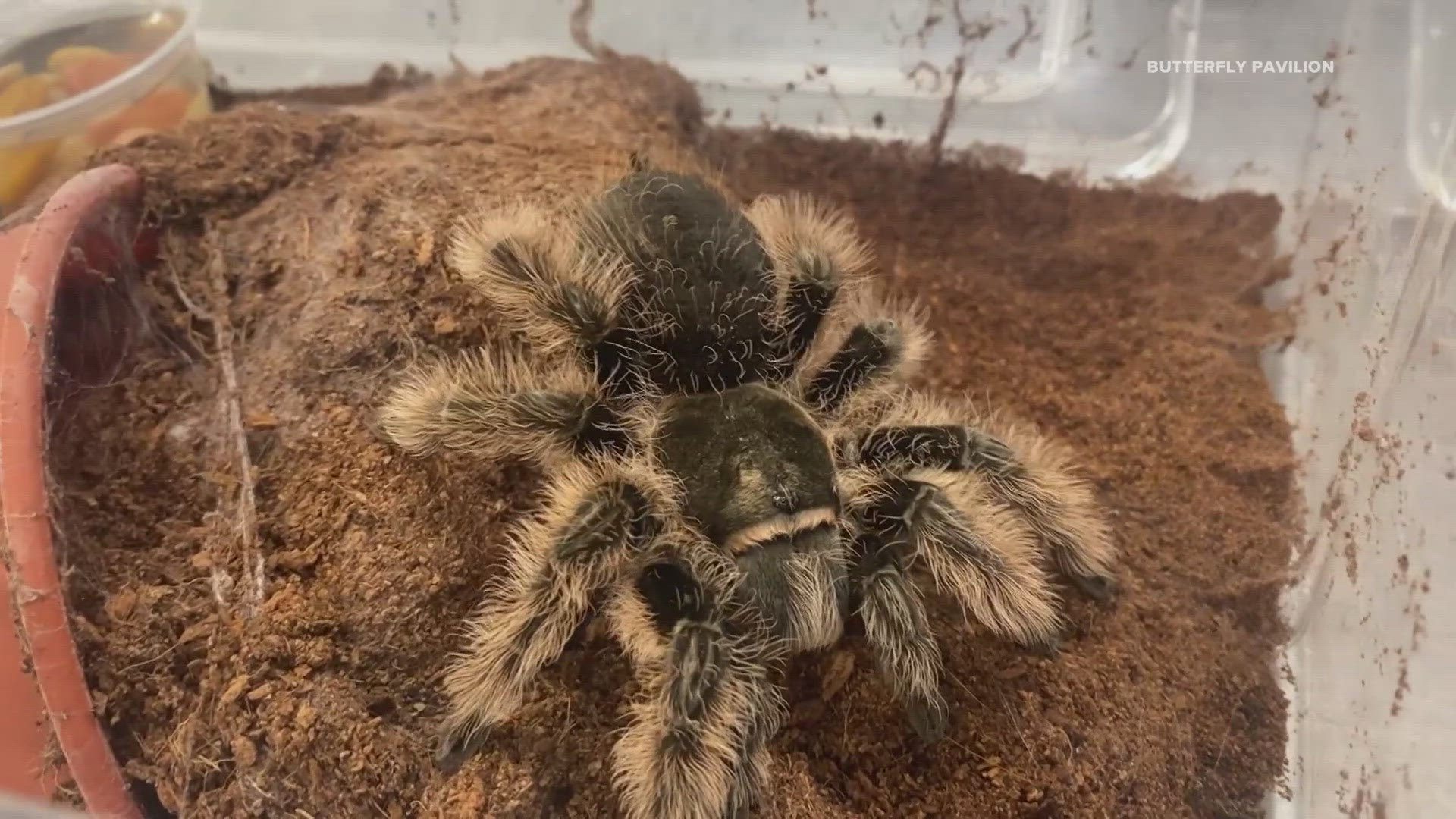 Spooky Safari | Learning about the curly-haired tarantula | 9news.com