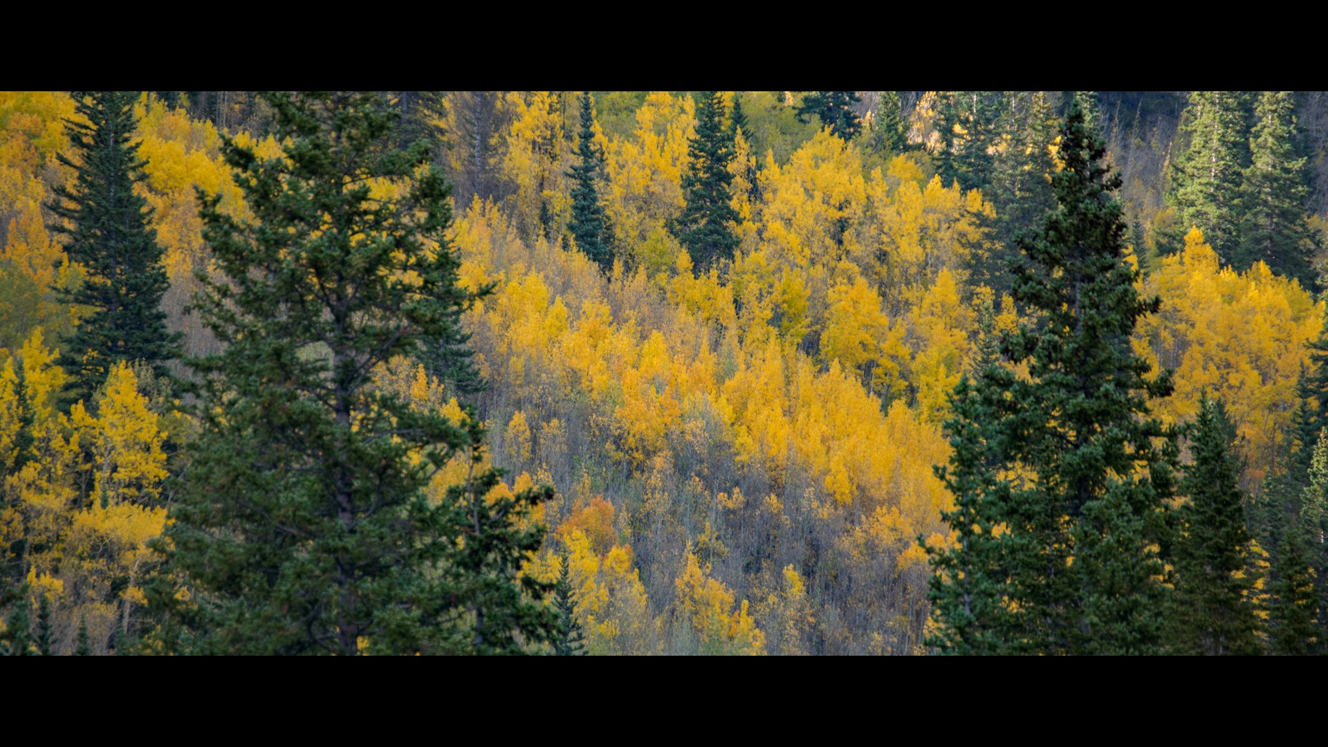 Where to see fall colors in Colorado this weekend | 9news.com