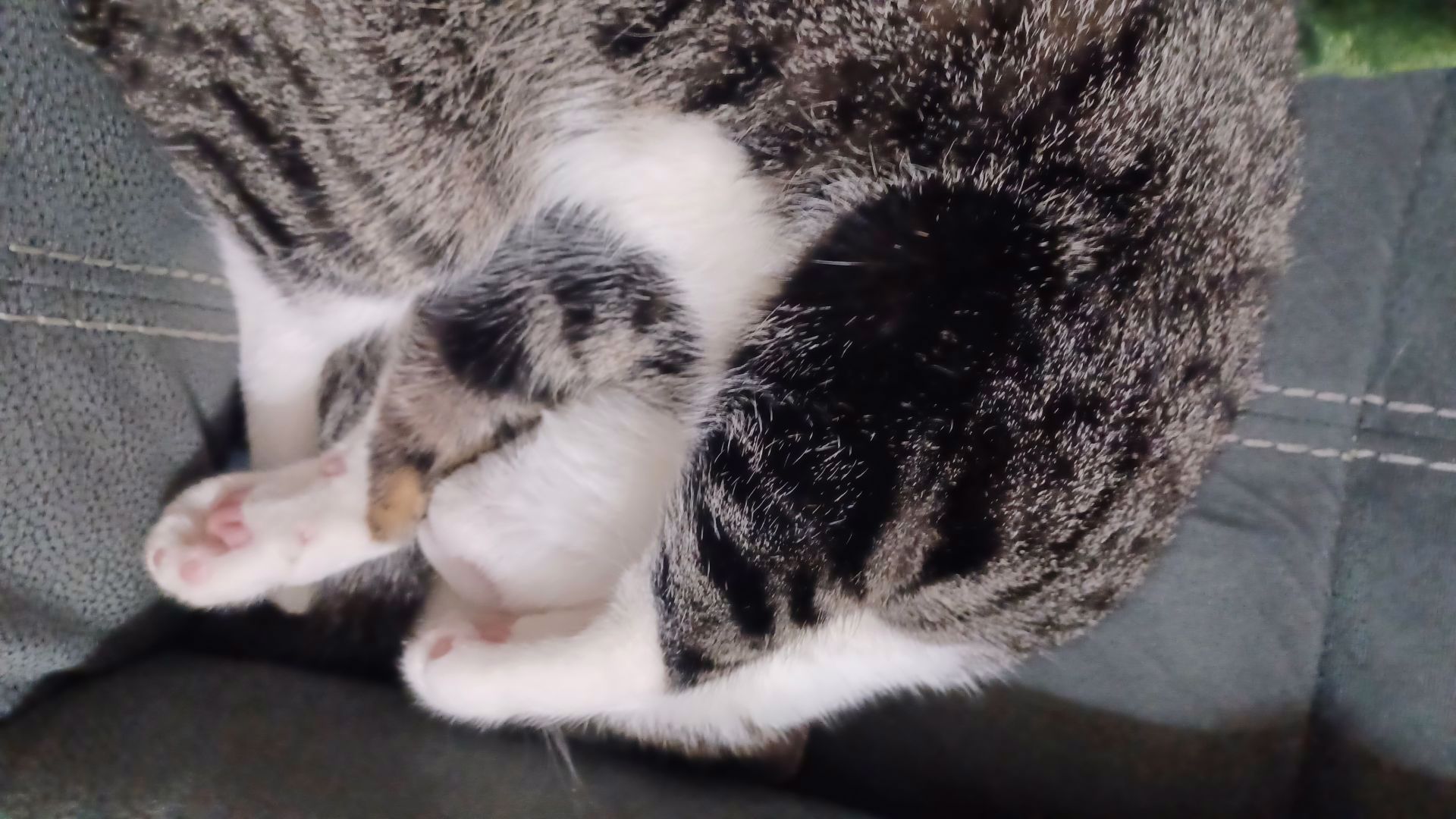 International Cat Day: Colorado shares its cat photos on 9NEWS | 9news.com