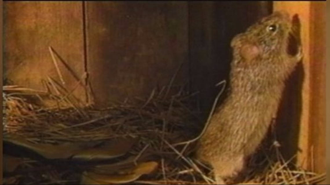 Ways to prevent the deadly deer mice disease, Hantavirus | 9news.com