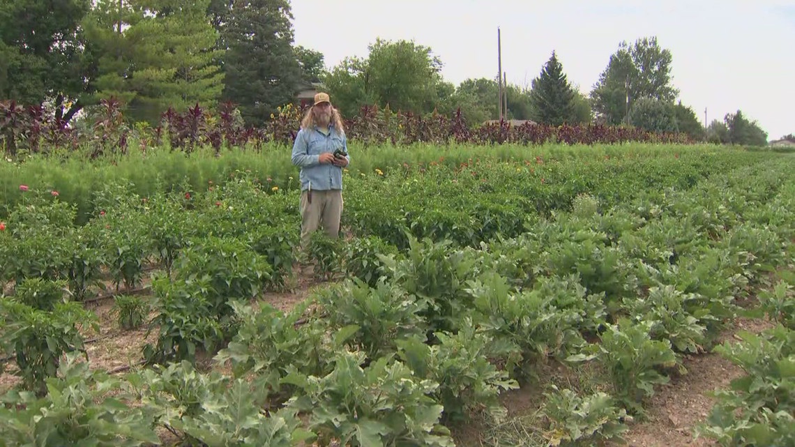 Colorado farms protect workers in heat wave | 9news.com