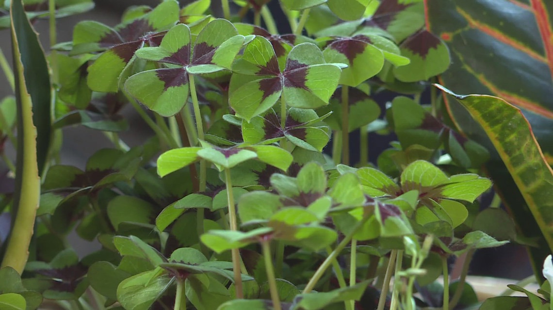 Start planting your spring garden on St. Patrick's Day: Gardening 101 ...