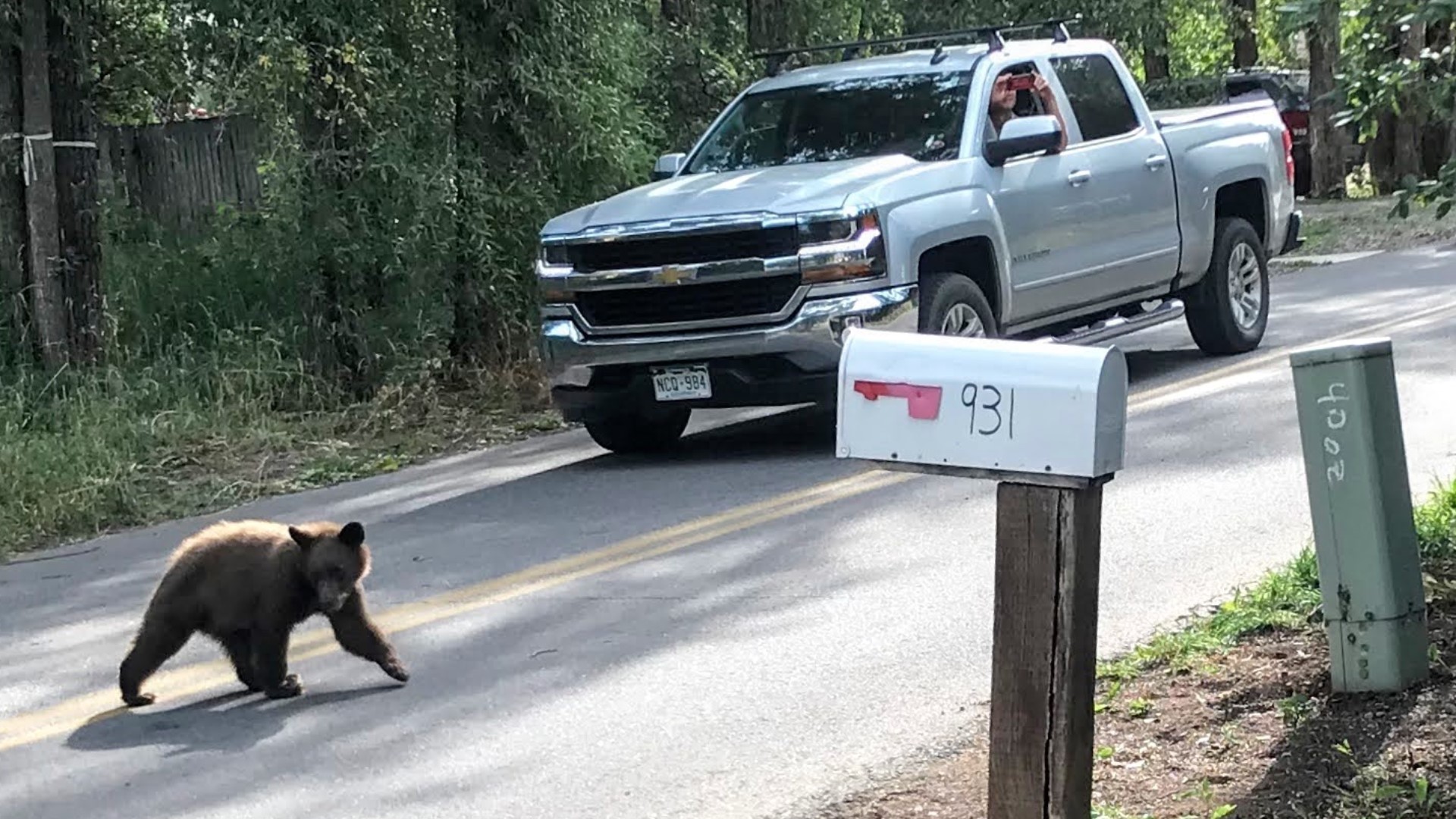 Human-caused bear deaths going up, raising forest health concerns ...
