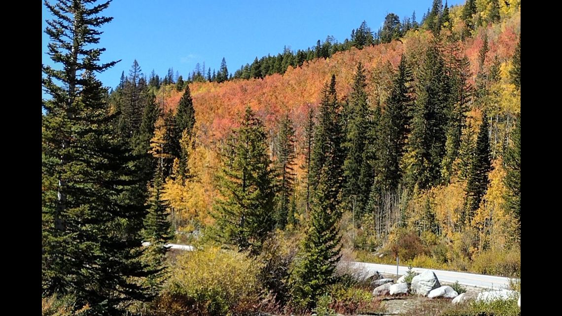 Colorado fall colors: When and where are the best yellow leaves ...