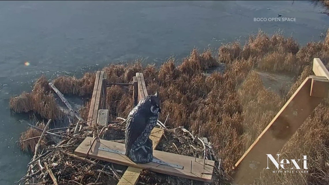 Party fowl: Fake owl guards osprey nest in Boulder Country, fends off ...