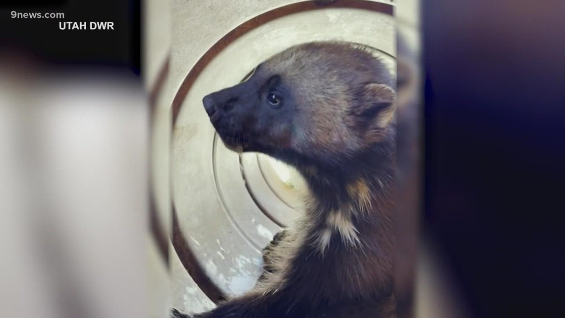 Biologists in Utah capture a wolverine for the first time ever | 9news.com