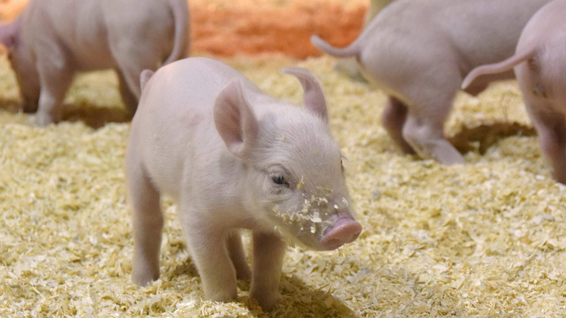 A guide to the 2026 National Western Stock Show in Denver | 9news.com