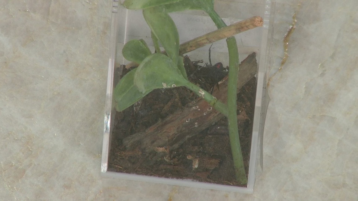 Butterfly Pavilion opens invertebrate exhibit | 9news.com