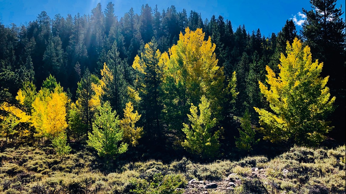 Colorado fall colors: When and where leaves will peak in 2020 | 9news.com