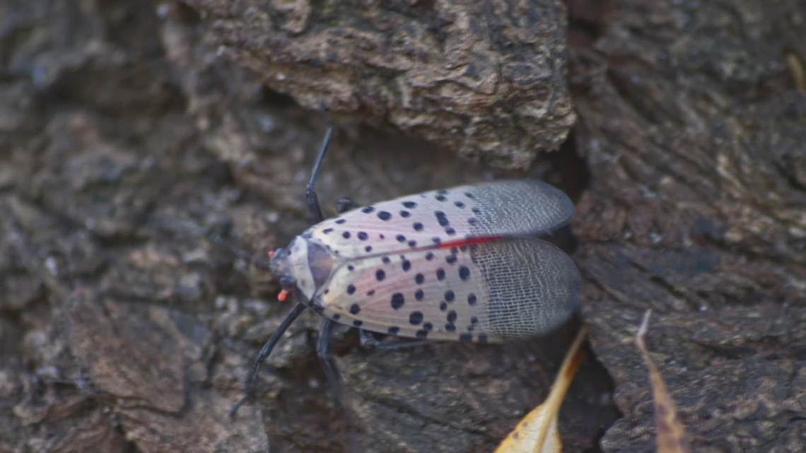What happens to bugs when winter sets in? | 9news.com