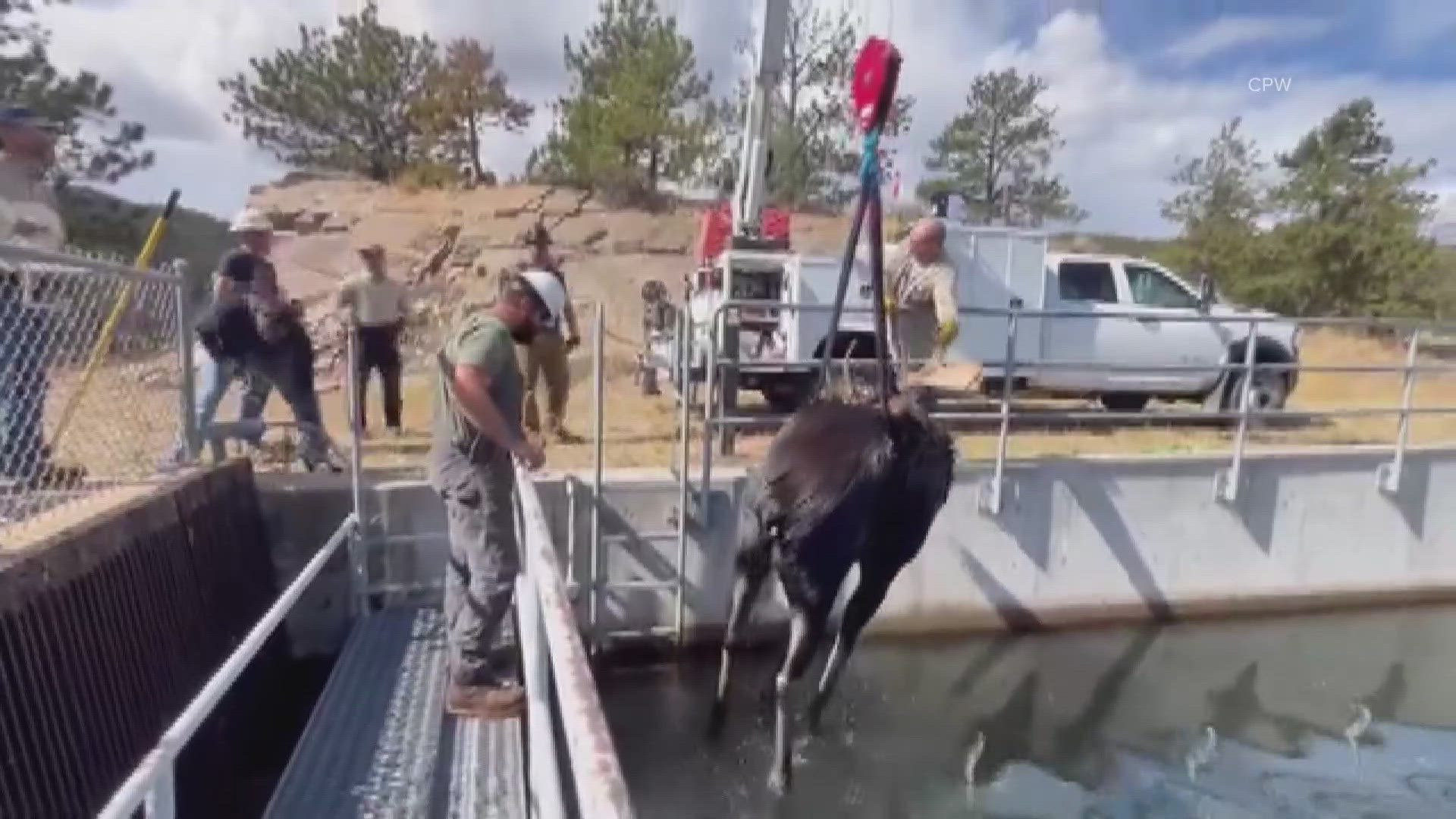 Wildlife team rescues moose from Estes Park canal | 9news.com