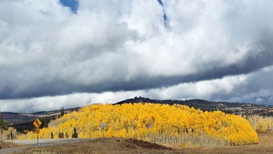 Fall leaves in Colorado: Guide to changing colors in 2024 | 9news.com