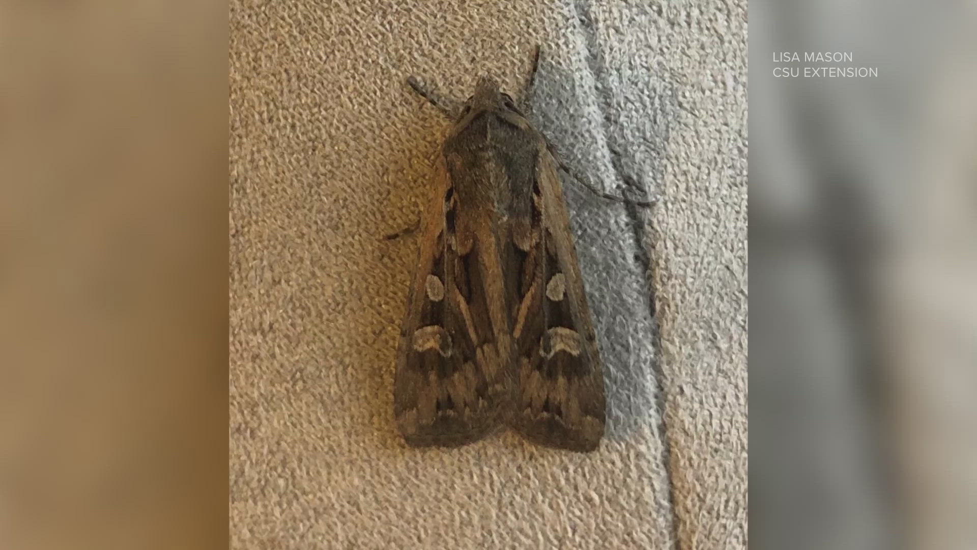 Weather impacts miller moth migration | 9news.com