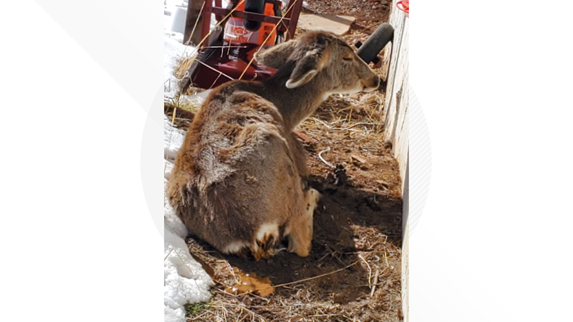 Wildlife officials asks public to stop feeding wildlife | 9news.com