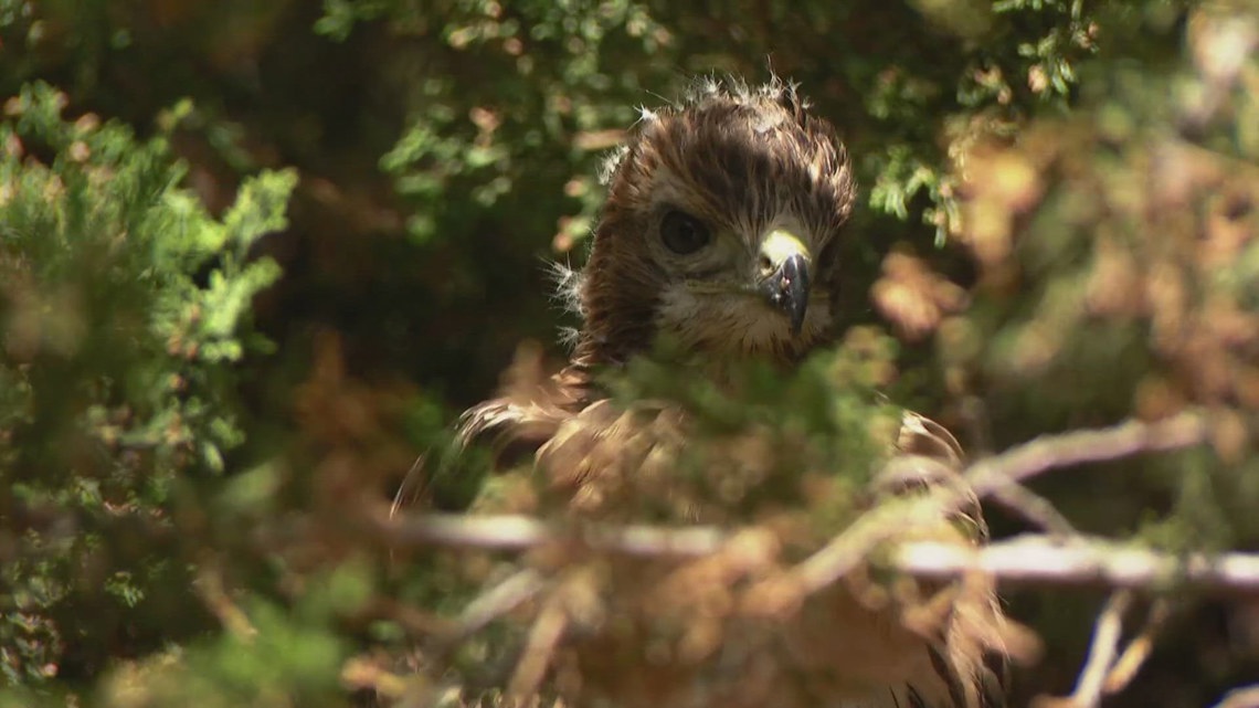 Red-tailed hawk named Tony moves into Aurora neighborhood | 9news.com