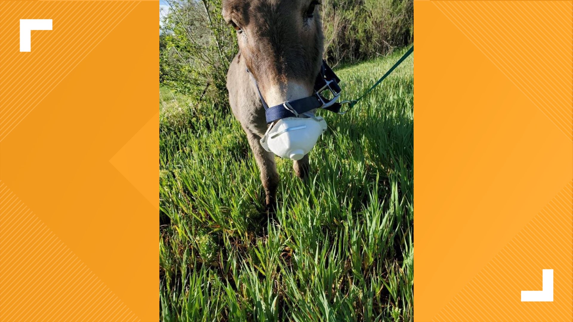 Miniature donkeys escape and eat grass in Colorado town | 9news.com