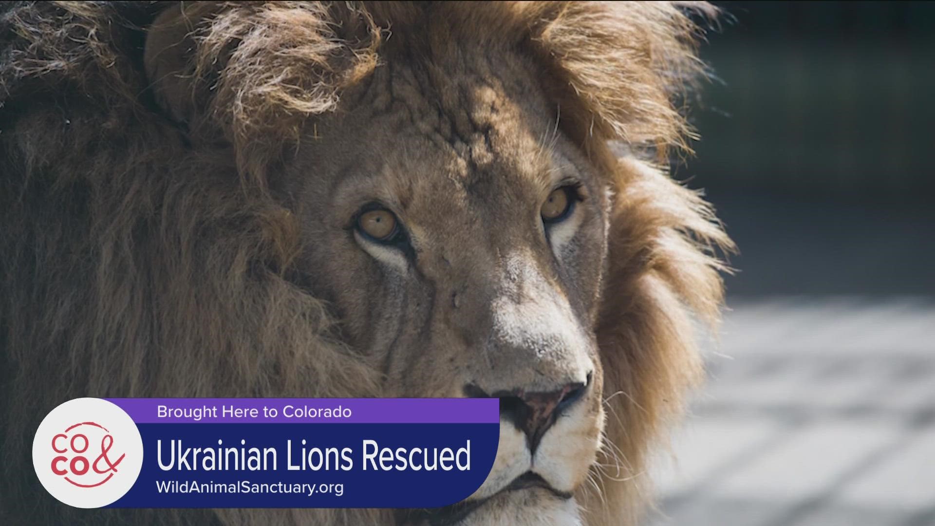 The Wild Animal Sanctuary - Ukrainian Lion Rescue - October 24, 2022 ...