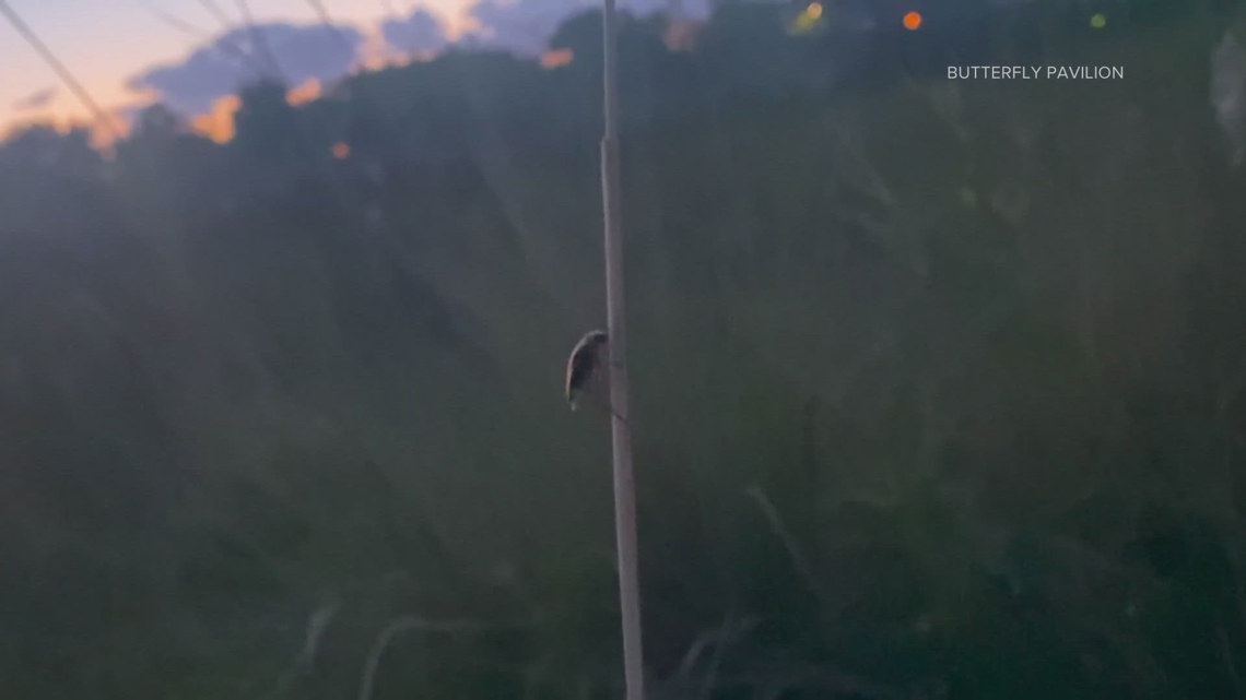 Butterfly Pavilion completes firefly lifecycle breakthrough | 9news.com