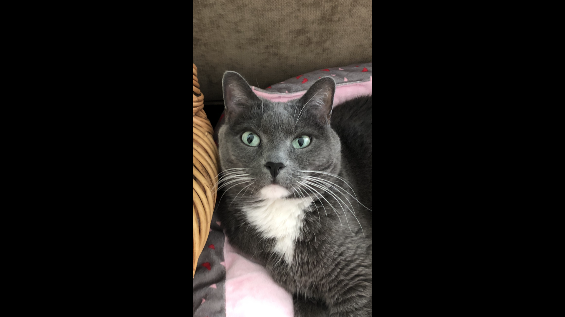 National Cat Day: Share your best feline photos with 9NEWS | 9news.com