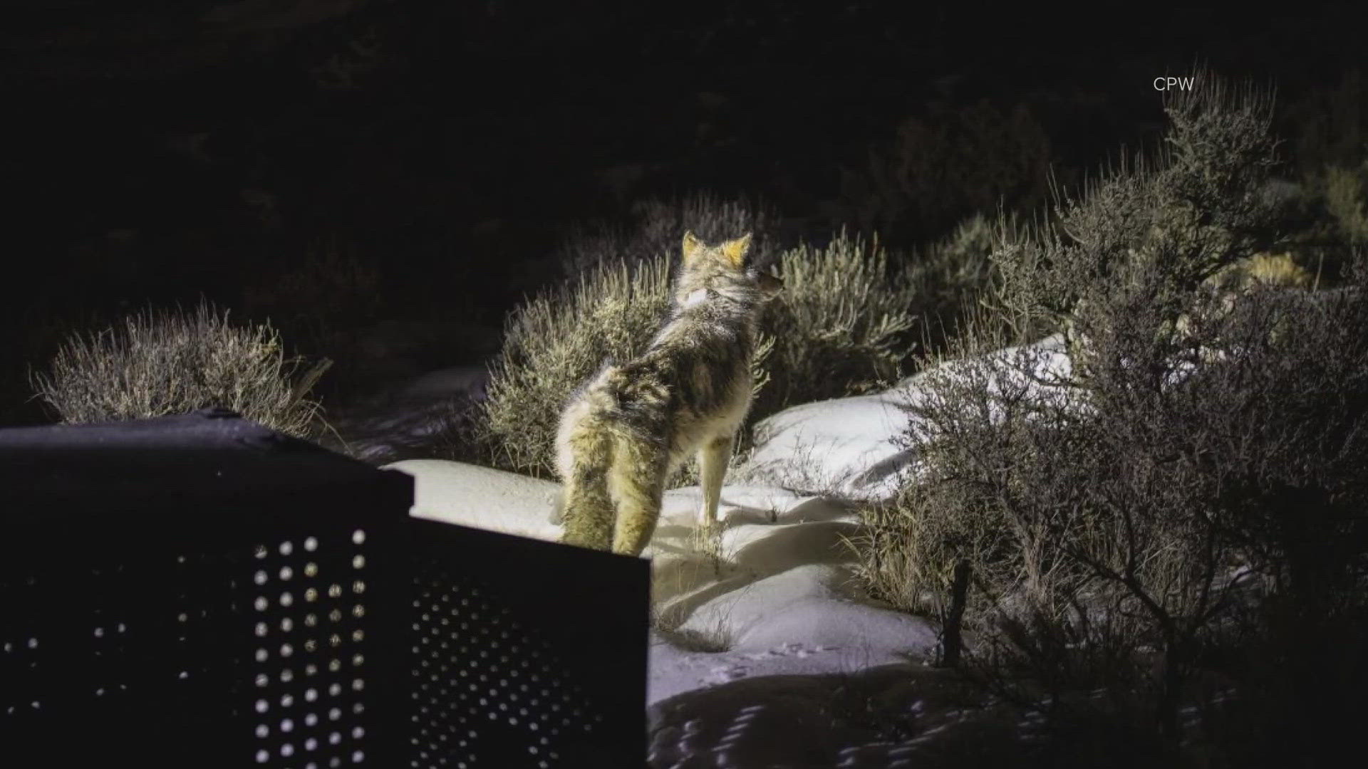 Washington state rejects Colorado's request for wolves this winter ...