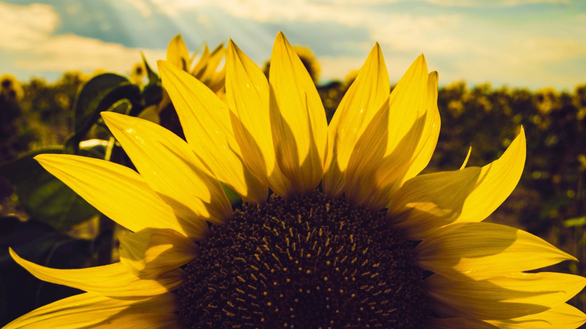 Incredible sunflower photos from across Denver and Colorado | 9news.com
