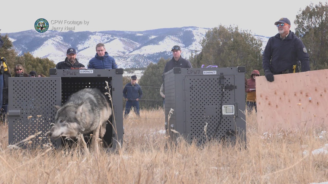 Wolves in Colorado | CPW tracks wolves south of I-70 | 9news.com