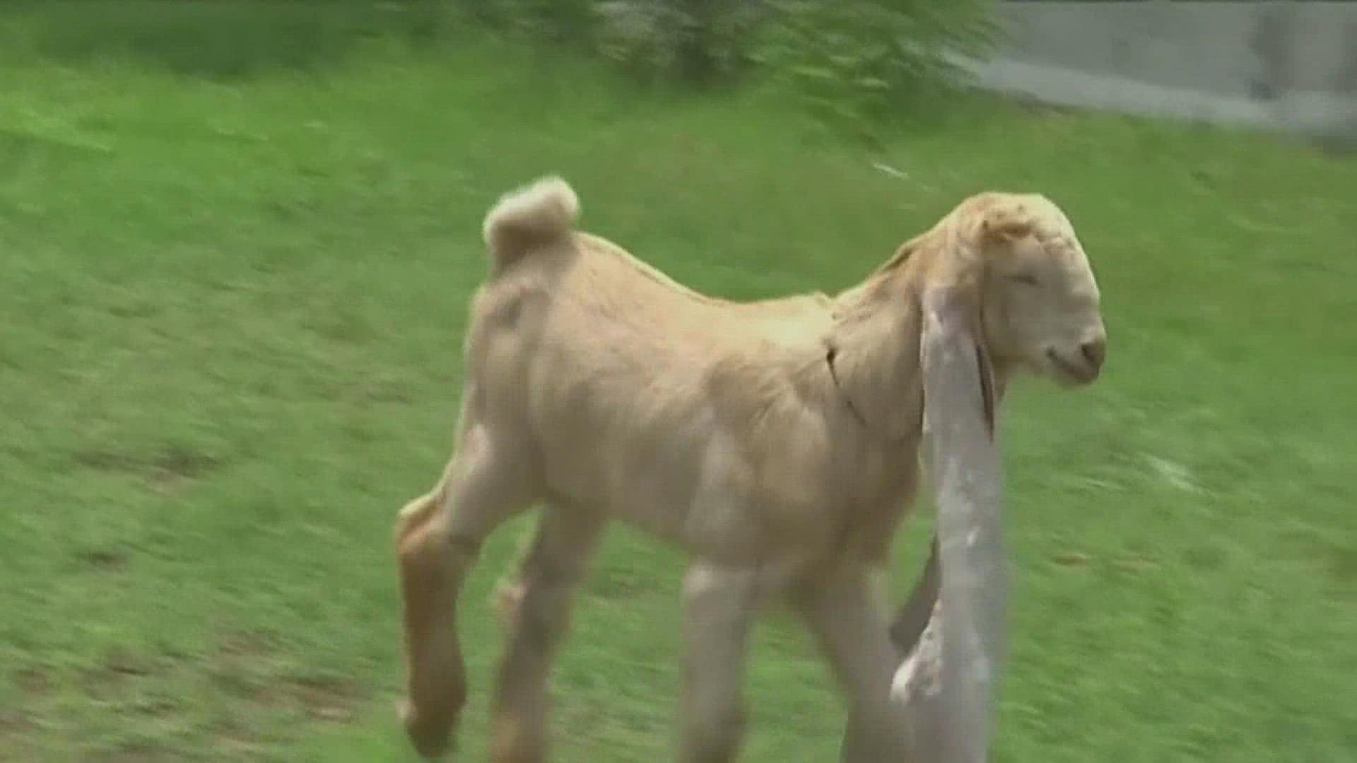 Costco raises some food court prices, more people opting to try ...