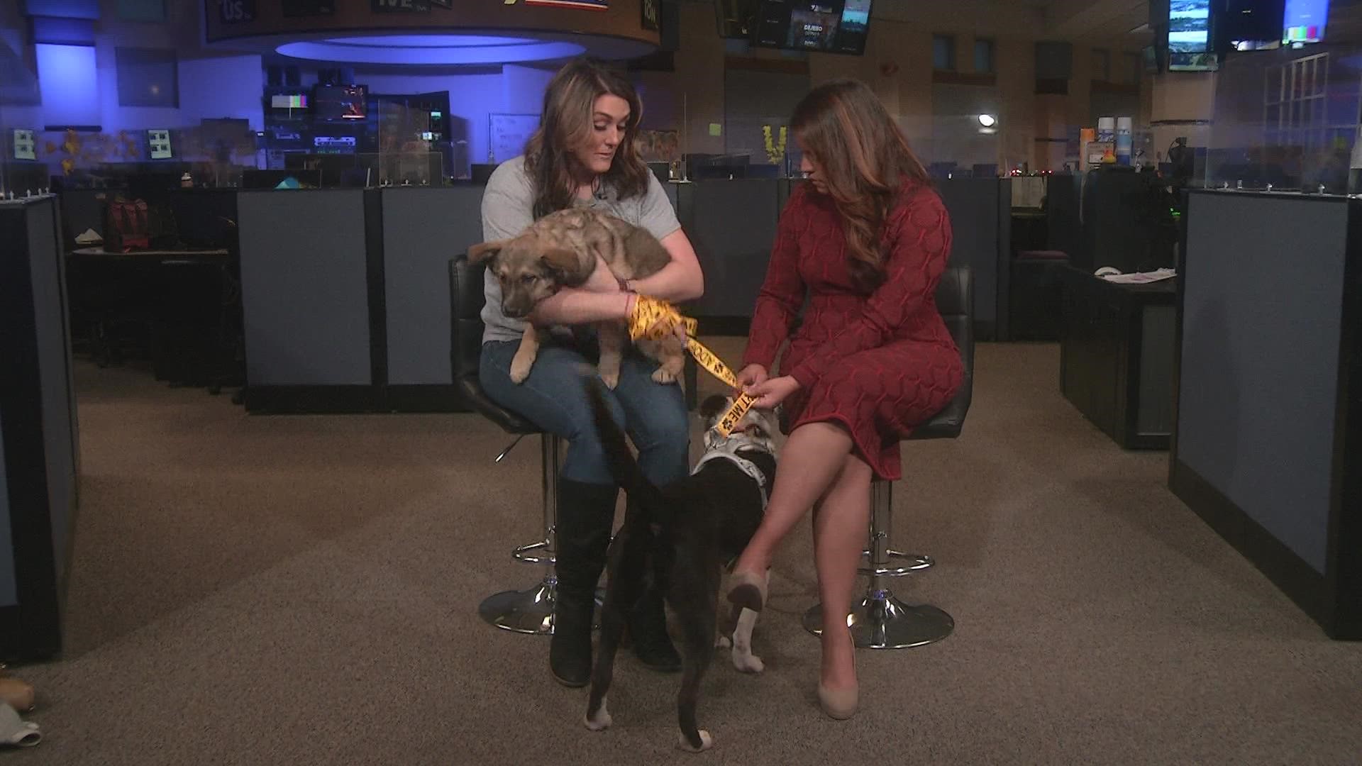 Petline9: Soul Dog Rescue | 9news.com