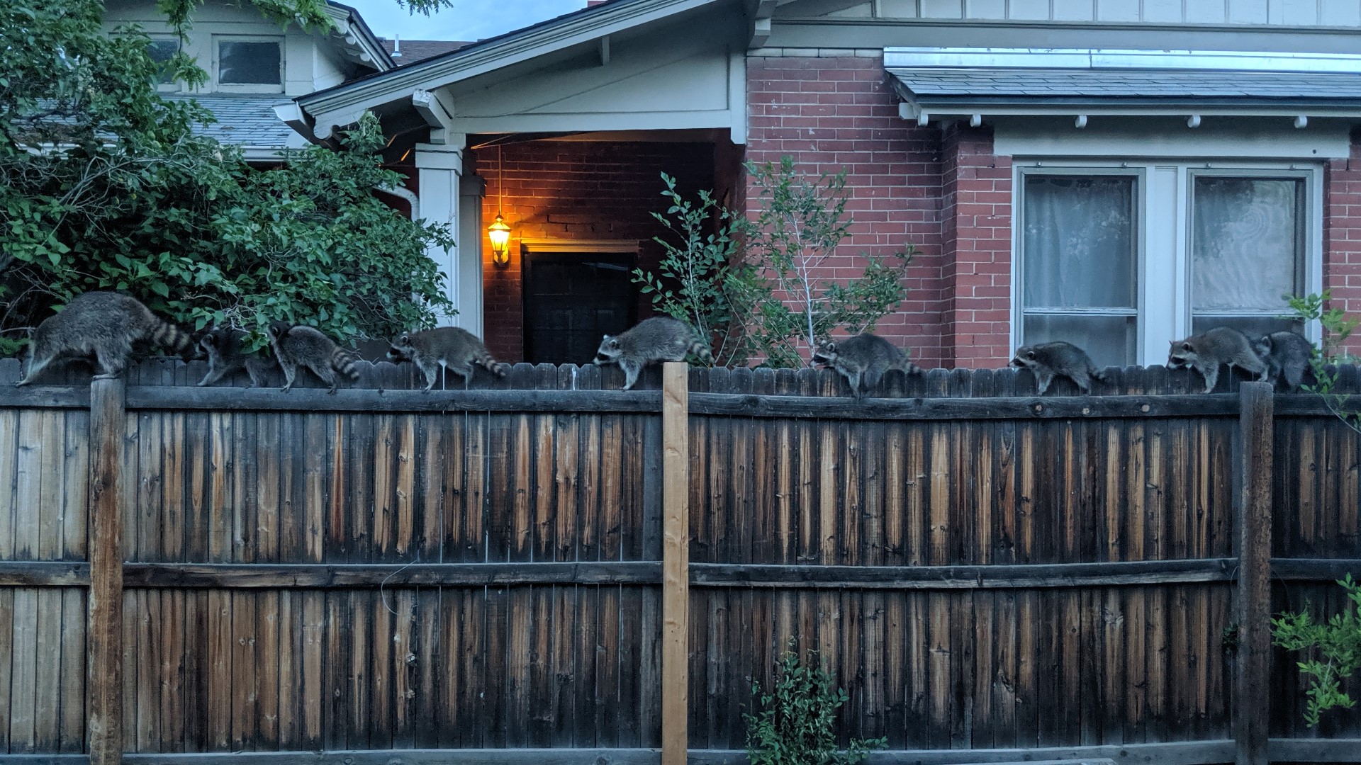 Photo shows family of raccoons in Denver, Colorado | 9news.com